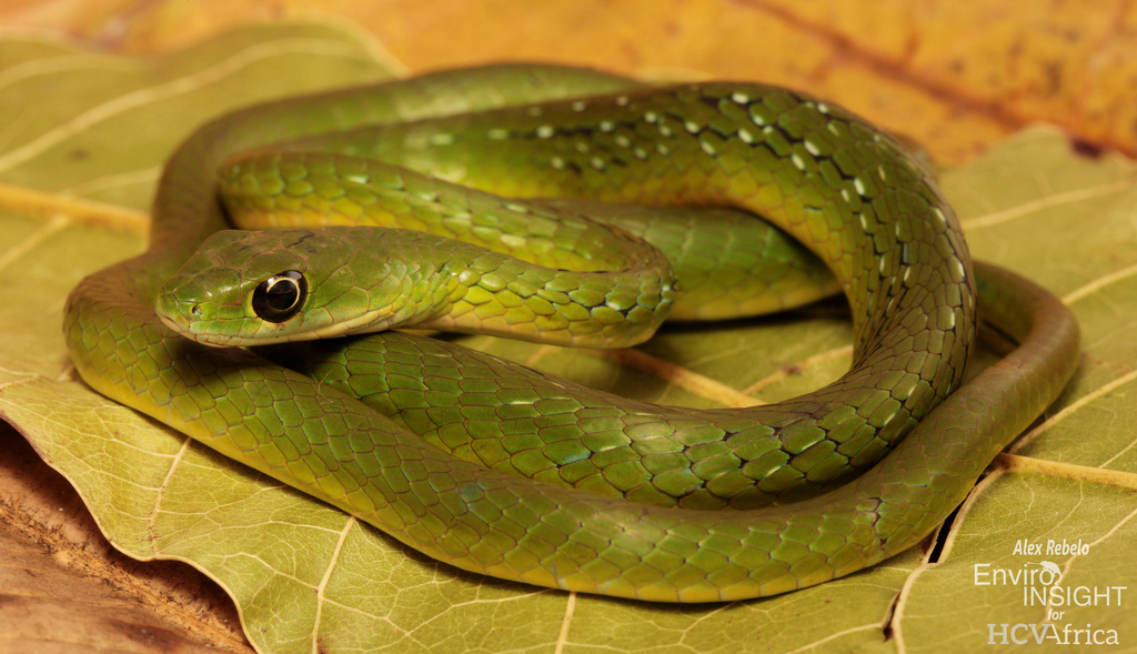 Bequaert's Green Snake from Mt Kei Forest Reserve -random, Koboko ...