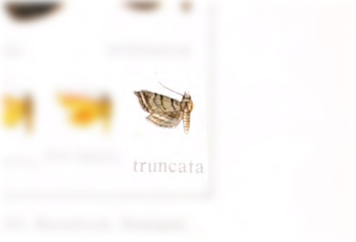 Acidaliodes truncata · iNaturalist