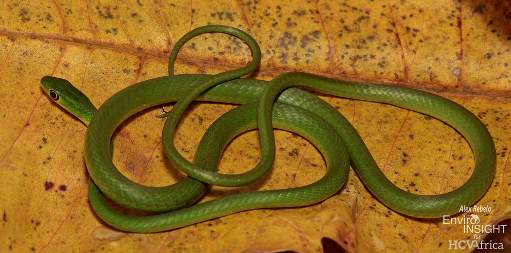 Slender Green Snake from Mt Kei Forest Reserve -N3, Koboko district on ...