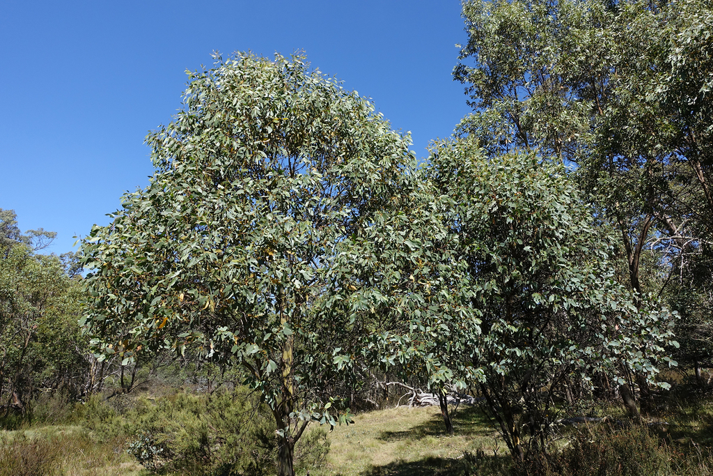 Black sallee (Cloud Nine Plants) · iNaturalist