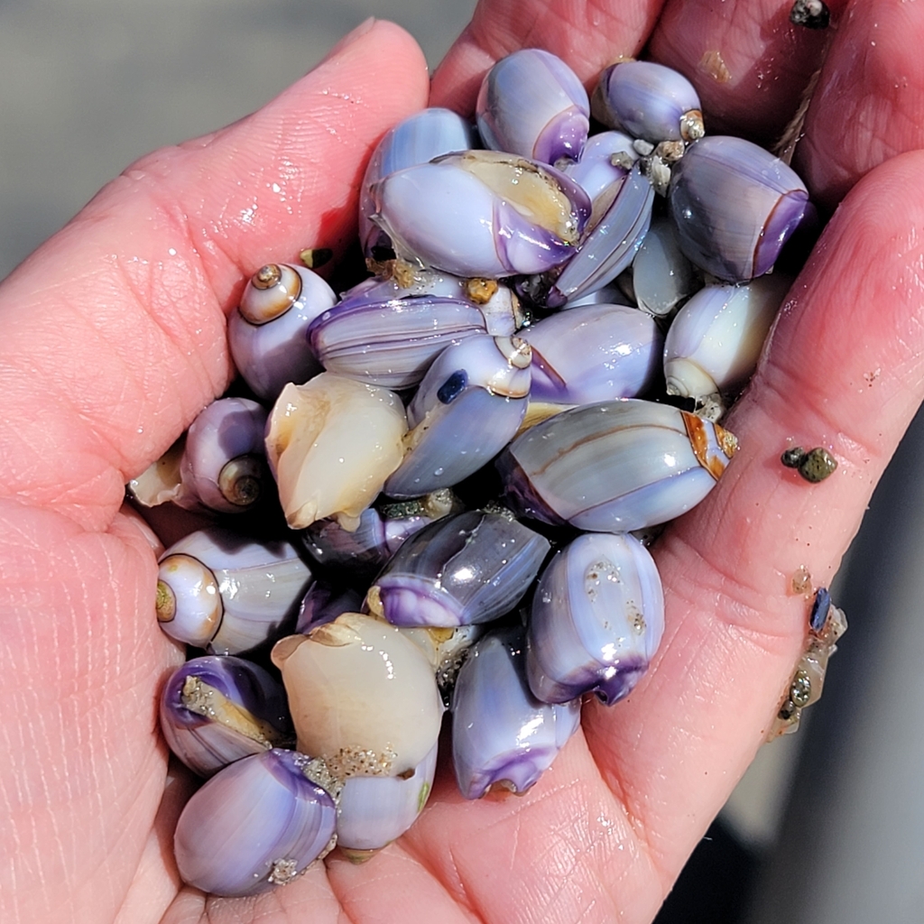 Callianax biplicata (Purple Olive Snail) | California Species Project