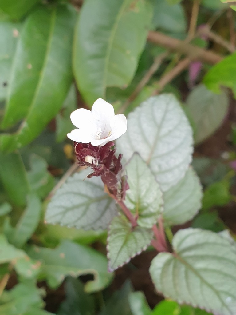 Red Ivy (Strobilanthes alternata) - Botanical Realm
