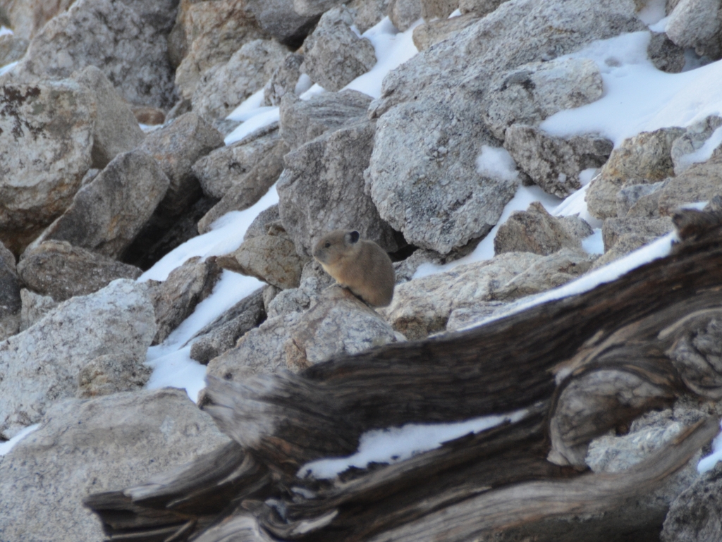 American Pika from Ruby Valley, NV 89833, USA on October 14, 2023 at 03 ...