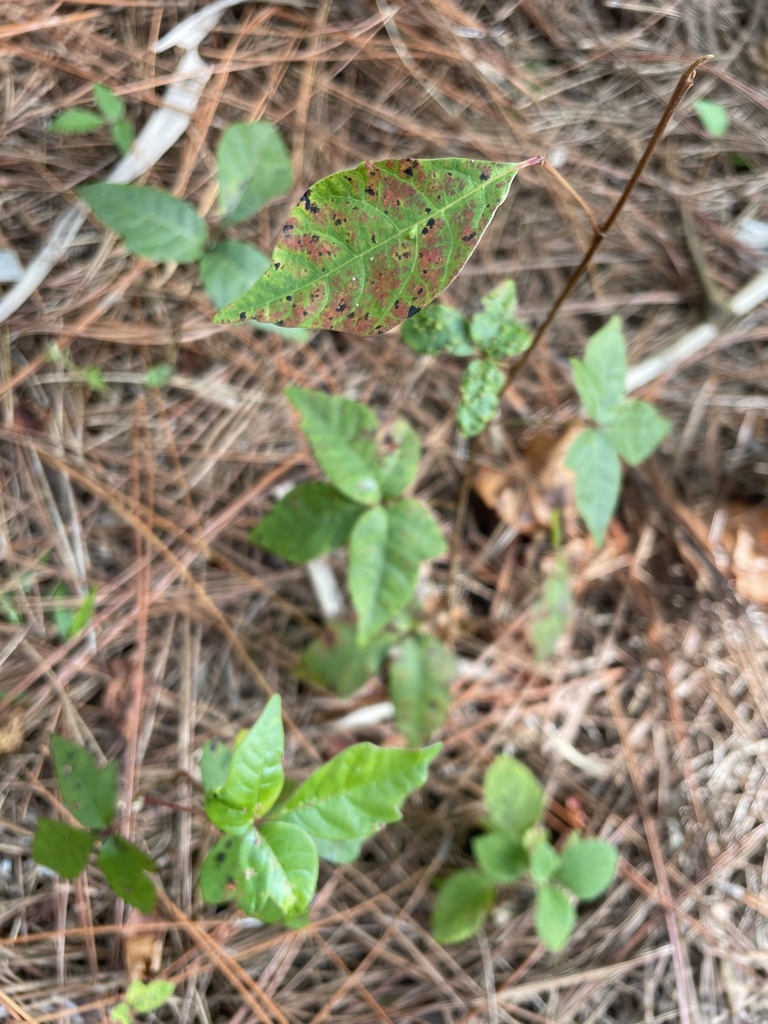 eastern poison ivy from Okeeheelee Park, West Palm Beach, FL, US on ...
