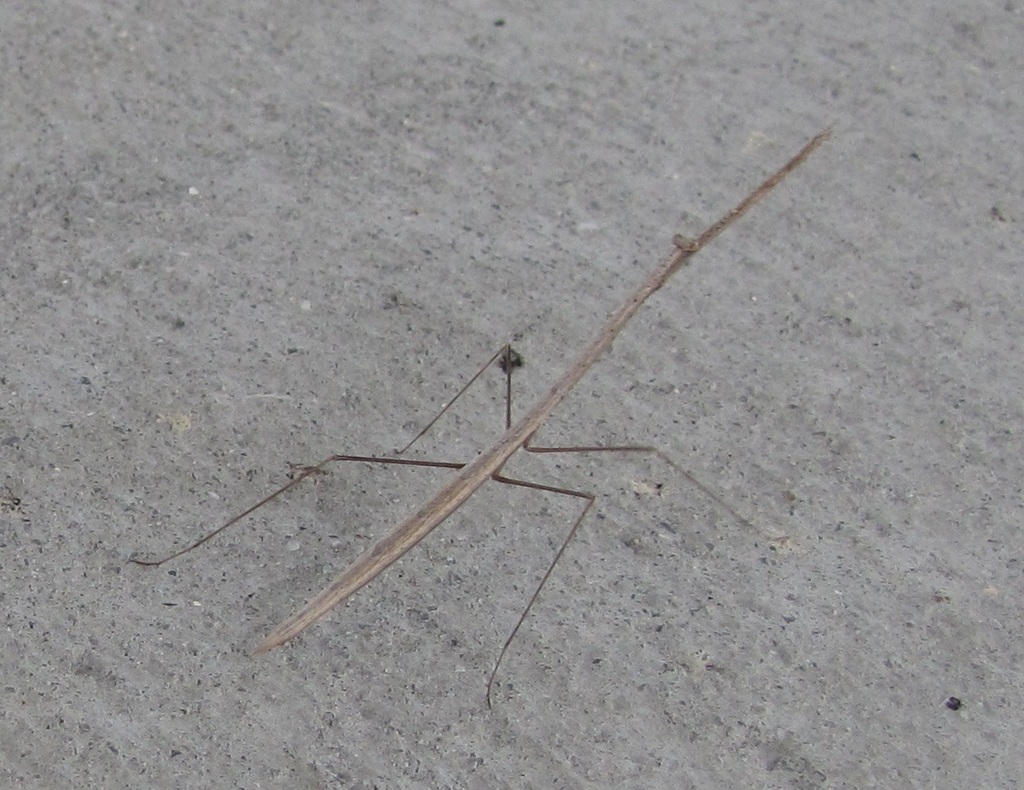 Thesprotia graminis (GTM Research Reserve Arthropod Guide) · iNaturalist