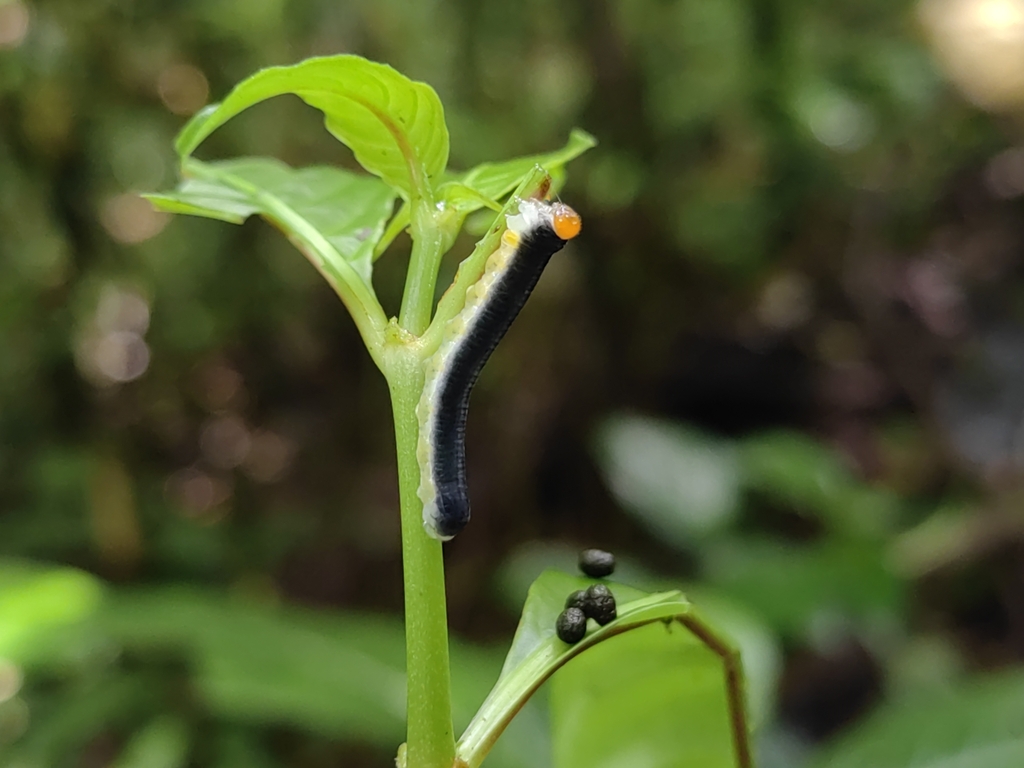 Common Sawflies from Costa Rica on November 15, 2023 at 09:30 AM by ...