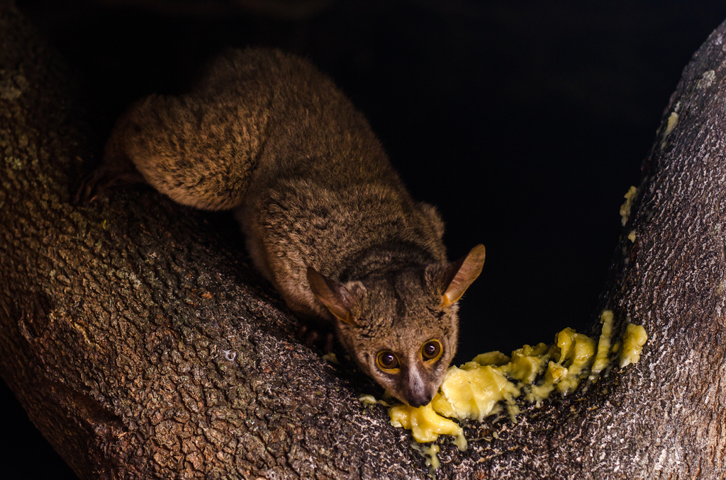Primates (Primates) - Know Your Mammals