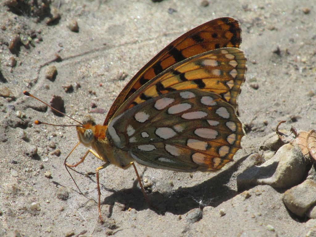 Edwards's Fritillary from Sioux County, NE, USA on June 18, 2023 by ...