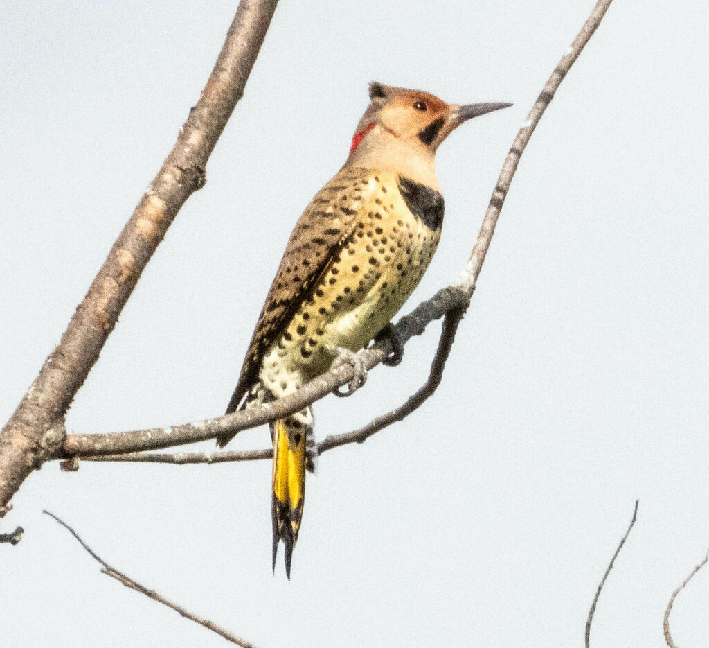 Northern Flicker from Backus Creek State Game Area, Roscommon, MI 48653 ...