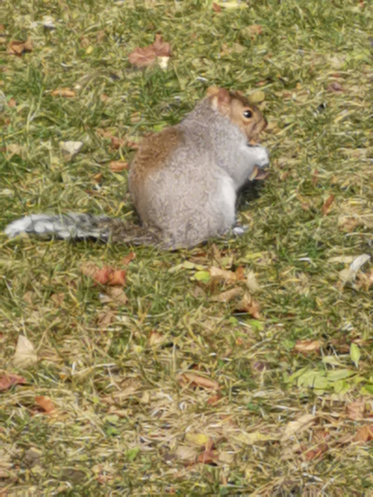 Eastern Gray Squirrel from Niagara County, US-NY, US on December 8 ...
