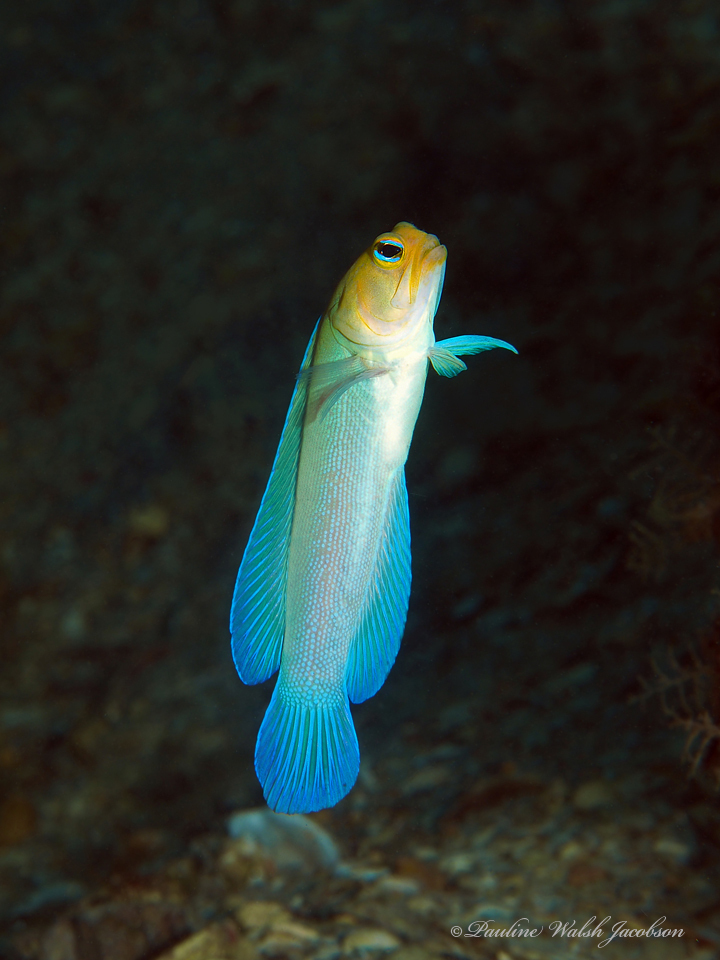 Yellowhead Jawfish from Riviera Beach, FL, USA on August 16, 2022 at 01 ...