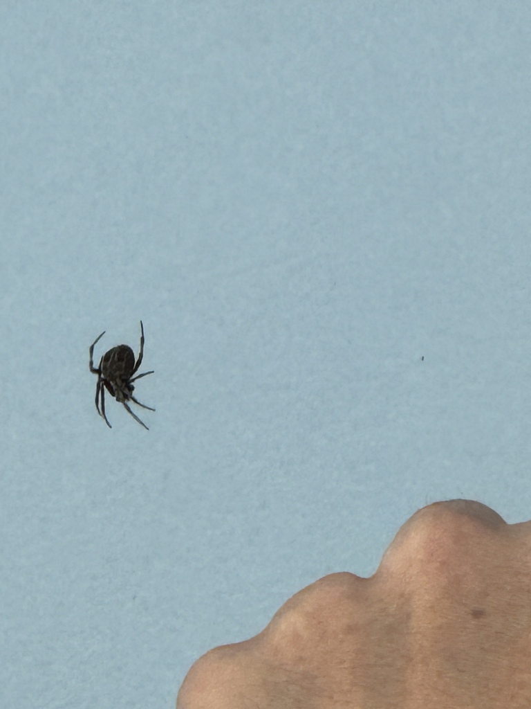 Typical Spiders from Cerritos College, Norwalk, CA, US on November 22 ...