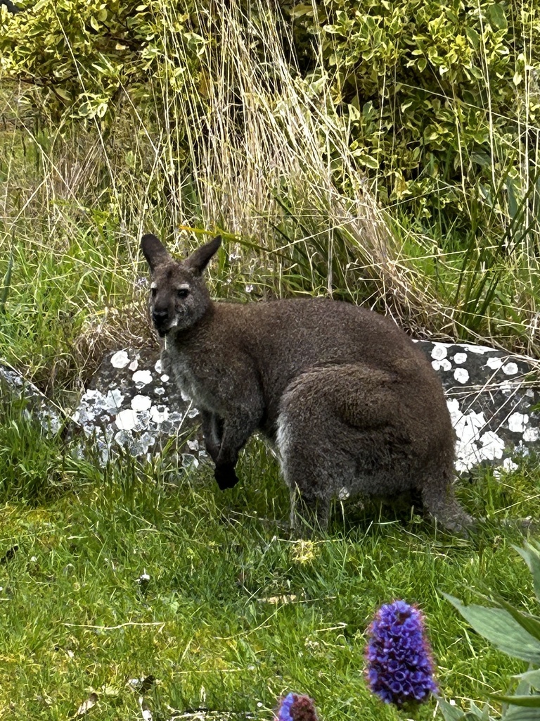 Bennett's Wallaby from Tasmania, Leslie Vale, TAS, AU on October 20 ...