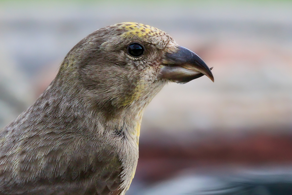 Red Crossbill from Spokane County, WA, USA on May 1, 2022 at 12:23 PM ...