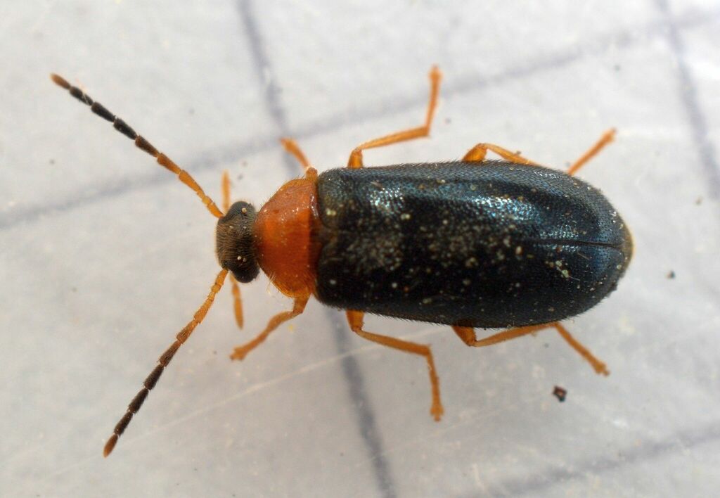 Conopalpus brevicollis from Ginsheim-Gustavsburg, Deutschland on May 31 ...