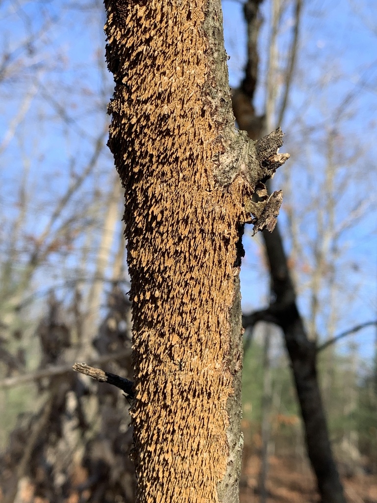 brown-toothed crust fungus from Medford, MA, US on December 8, 2023 at ...