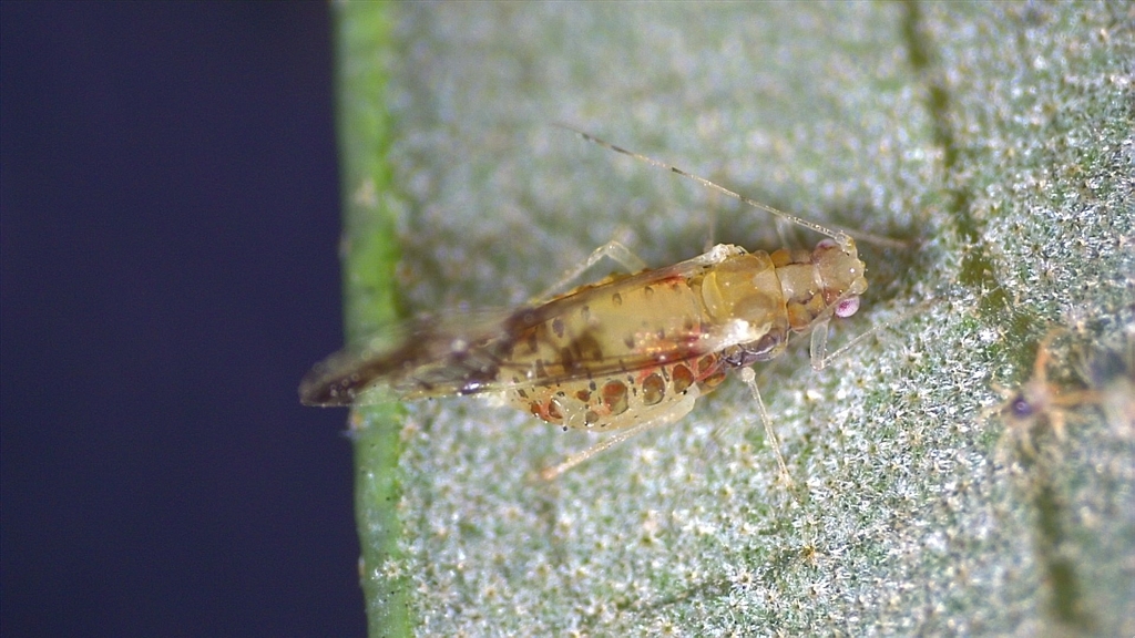 Regular Oak Aphid from University Place, Houston, TX, USA on December 7 ...