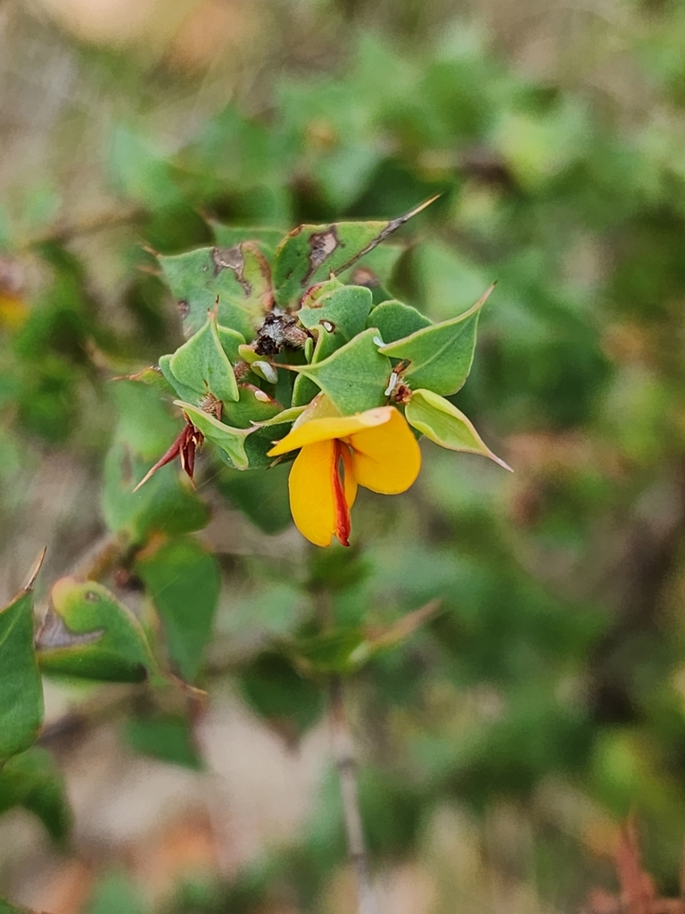 spiny bush-pea from Nulkaba NSW 2325, Australia on November 21, 2023 at ...