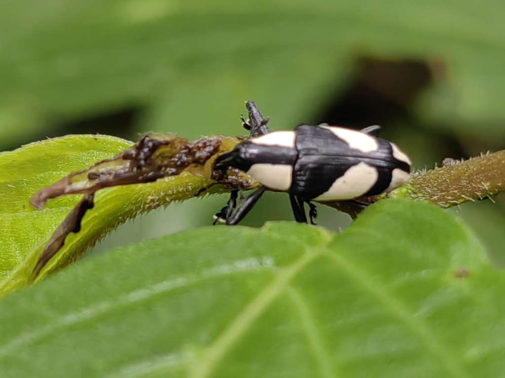 Peridinetus cretaceus from Costa Rica on November 17, 2023 at 10:58 AM ...