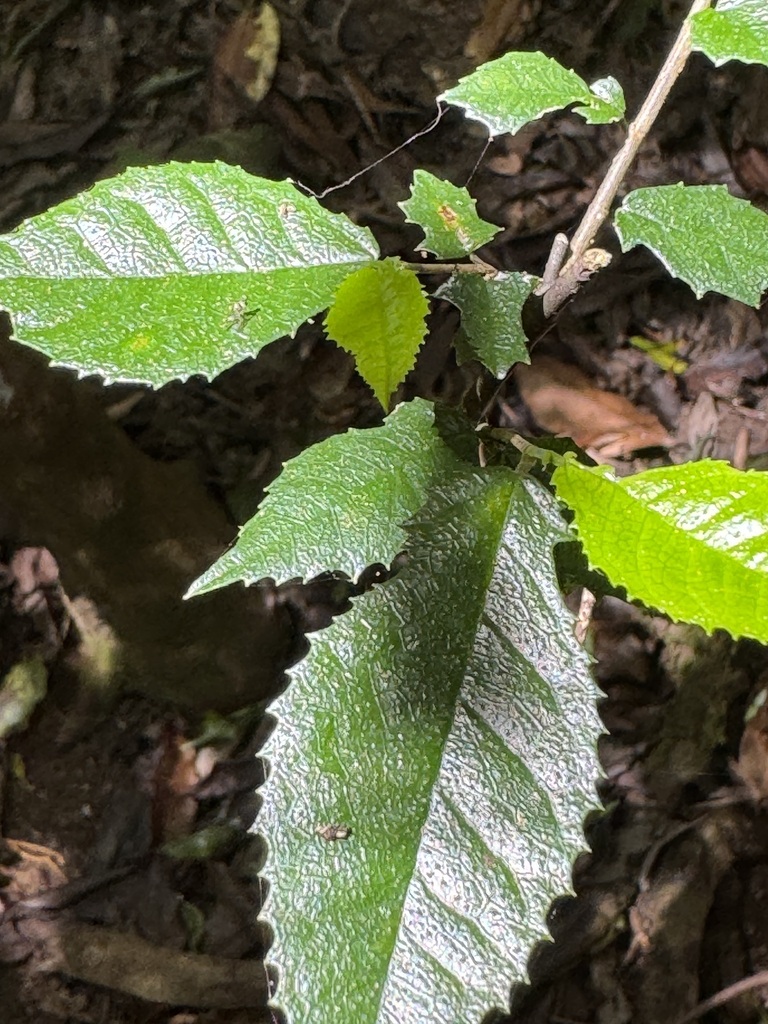 whalebone tree in December 2023 by runswild · iNaturalist