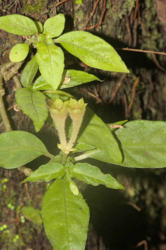 Argostemma from Bolaang Mongondow, Sulawesi Utara, Indonesia on July 12 ...