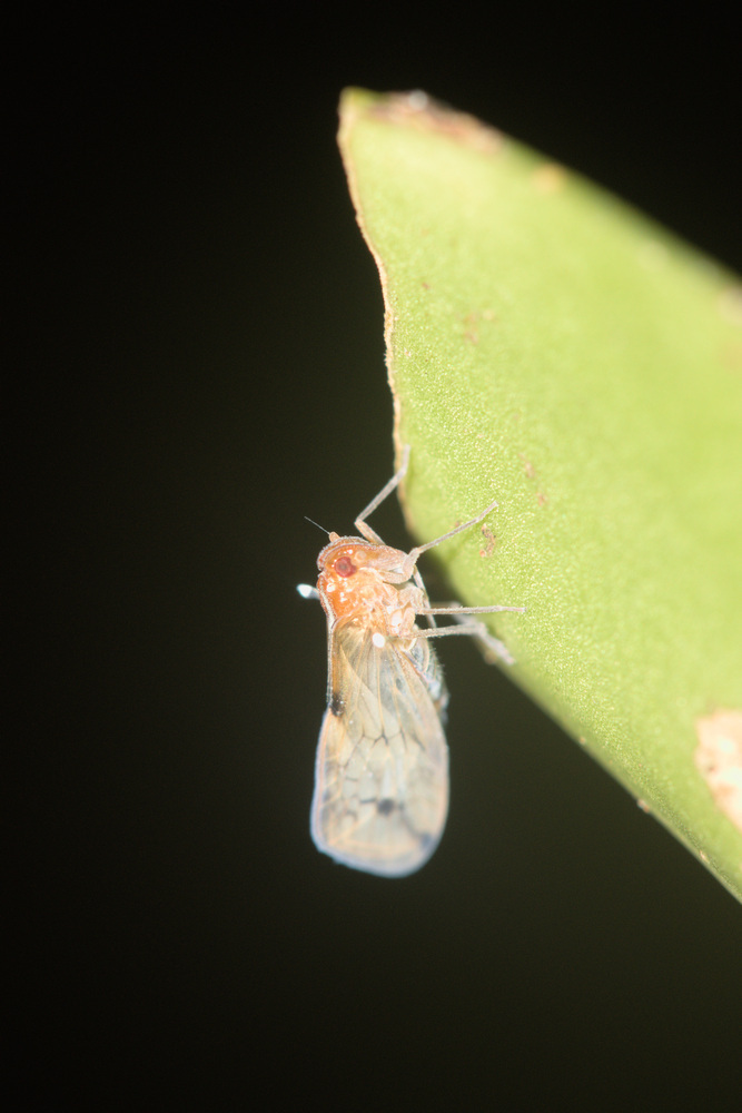 Bennini from Bolaang Mongondow, Sulawesi Utara, Indonesia on July 12 ...