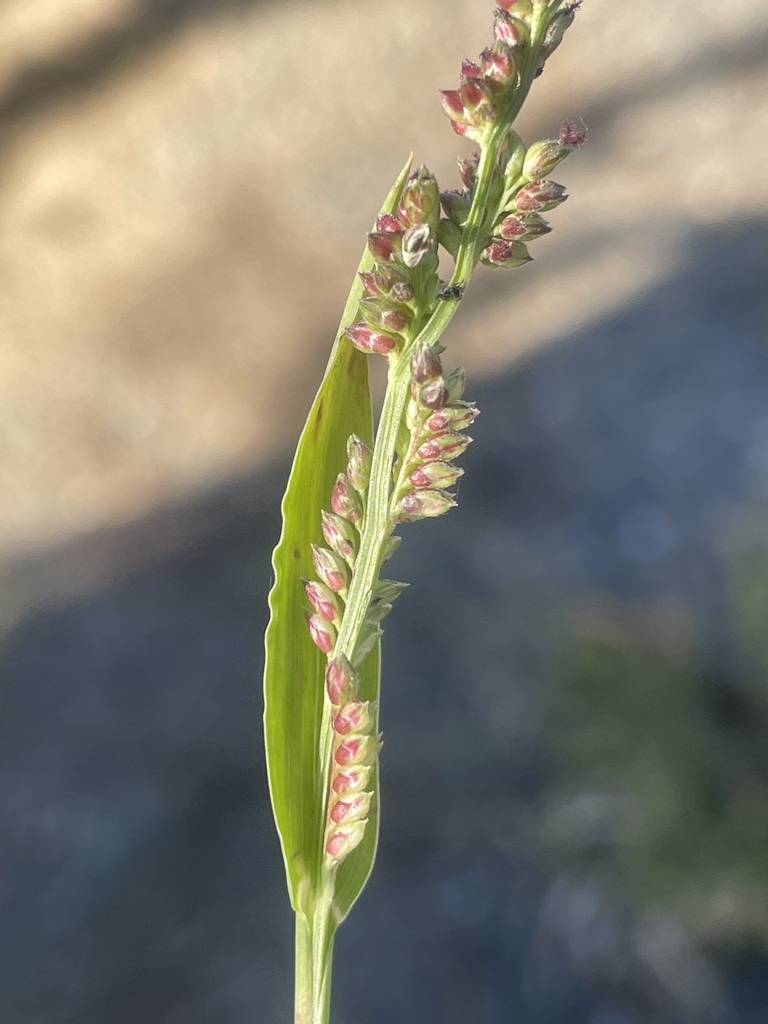Jungle Rice from Yolo County, CA, USA on December 1, 2023 at 01:32 PM ...