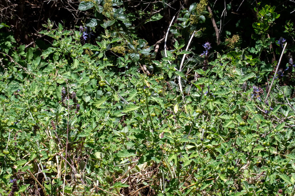 Wonderberry from Benguela Cove, Hermanus WC ZA on November 27, 2023 at ...