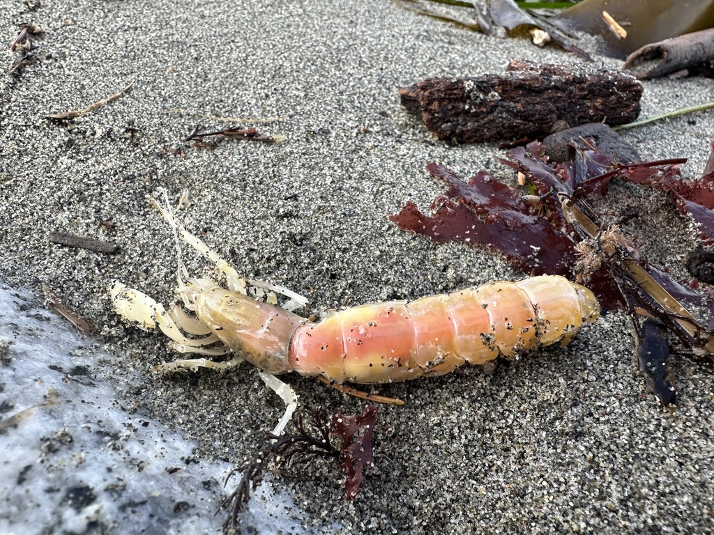 Bay Ghost Shrimp from Strait of Juan de Fuca, WA, US on December 8 ...