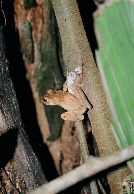 Banana Tree Dwelling Frog from Barinas, Venezuela on February 18, 2008 ...