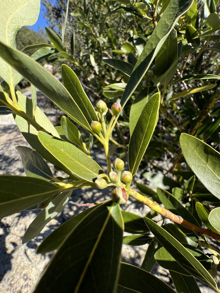 California bay from San Bernardino National Forest, Idyllwild, CA, US ...