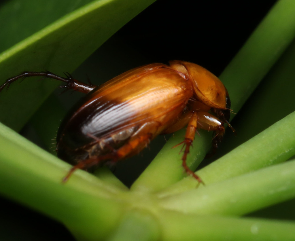 Phyllotocus macleayi in November 2023 by juliegraham173 · iNaturalist