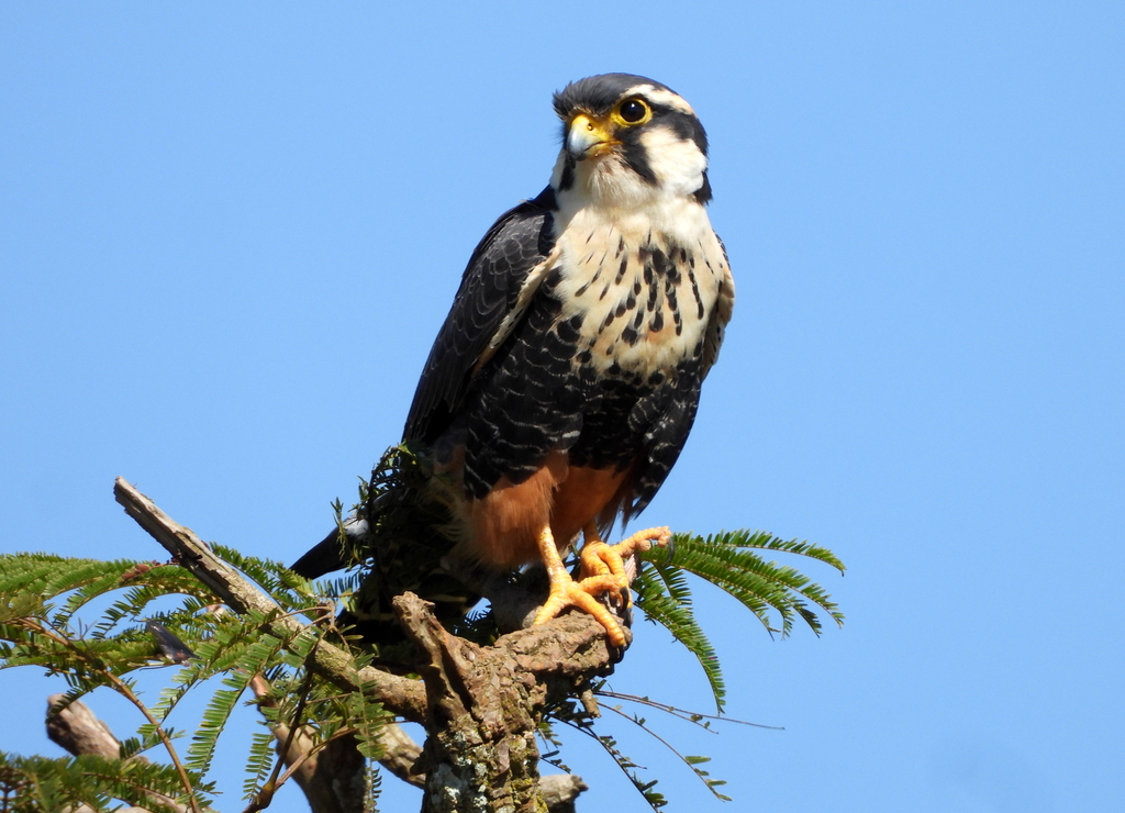 Aplomado Falcon from Chapadão do Céu - GO, 75828-000, Brasil on March ...