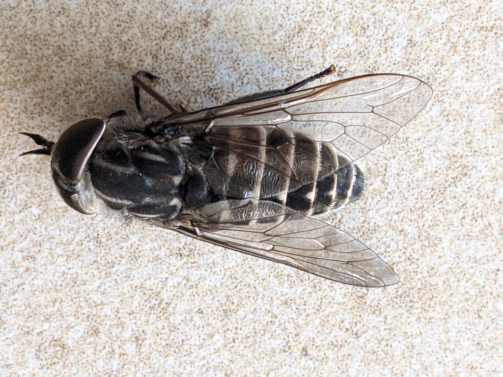 Horse Flies from Elsmore NSW 2360, Australia on December 8, 2023 at 06: ...