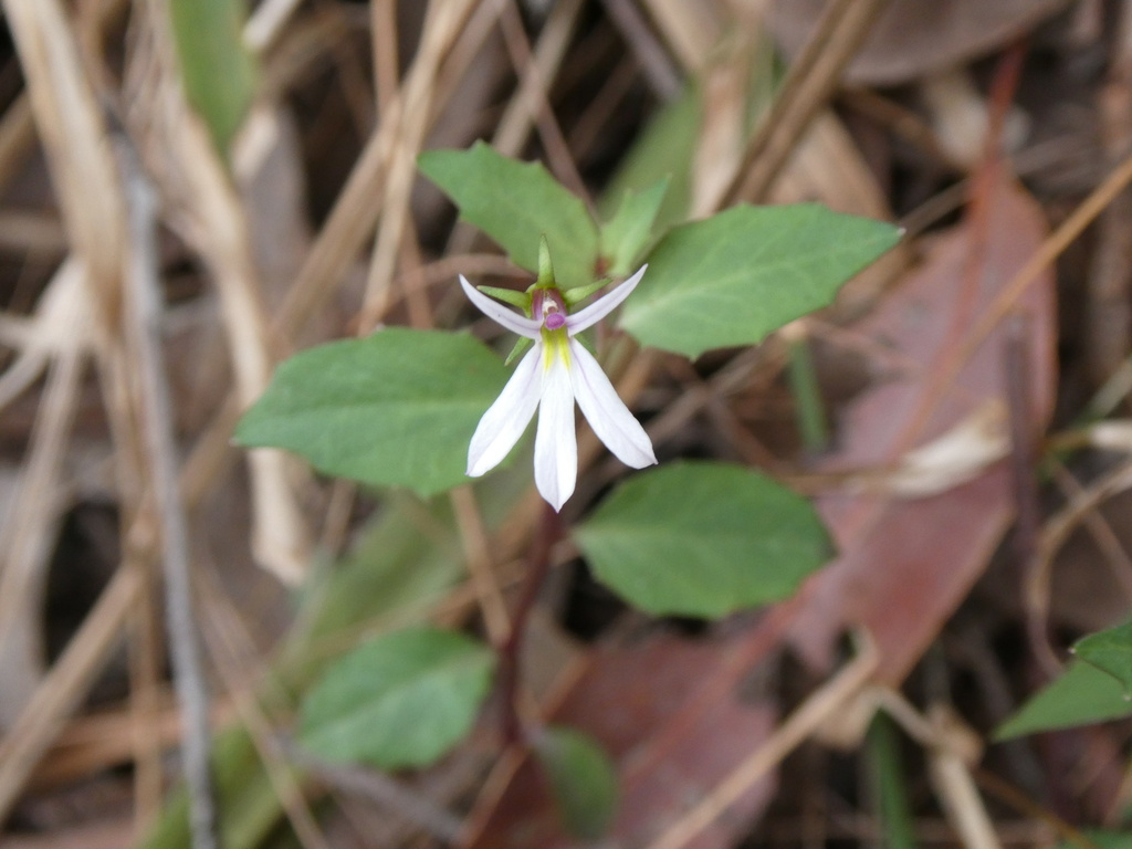 White Root from Hat Head National Park, Arakoon, NSW, AU on December 6 ...