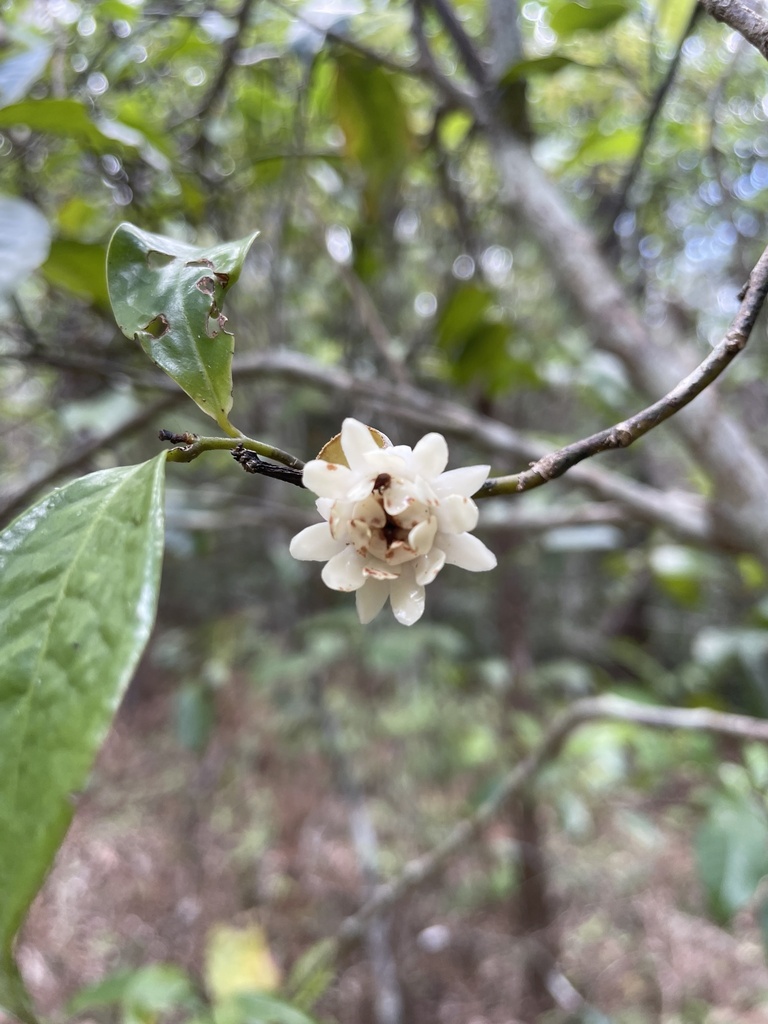 Bolwarra from Clagiraba, QLD, AU on December 8, 2023 at 09:47 AM by ...