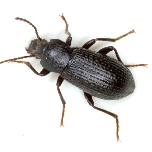 Helops perforatus · NaturaLista Colombia