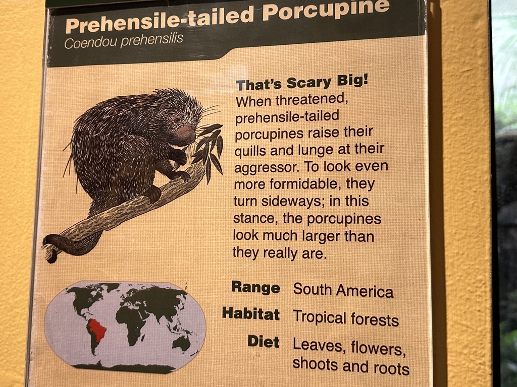 Yellow Quill-tipped Porcupine from Smithsonian’s National Zoo ...