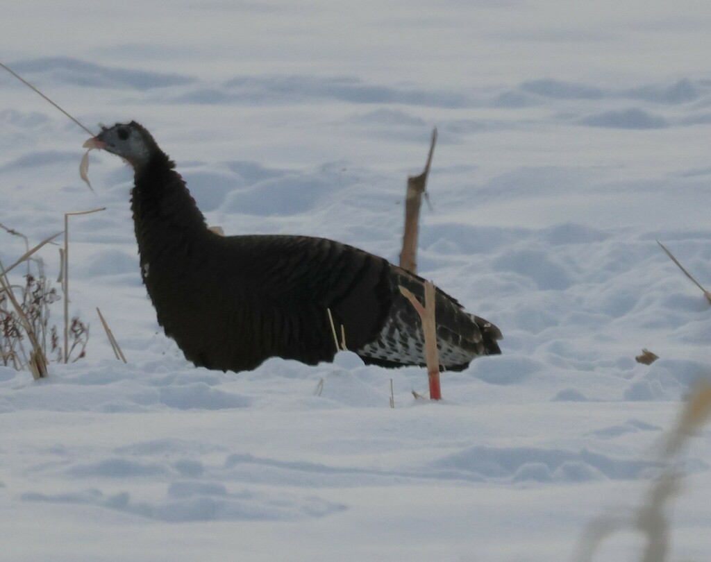 Wild Turkey from Boucherville, QC, Canada on December 8, 2023 at 03:34 ...