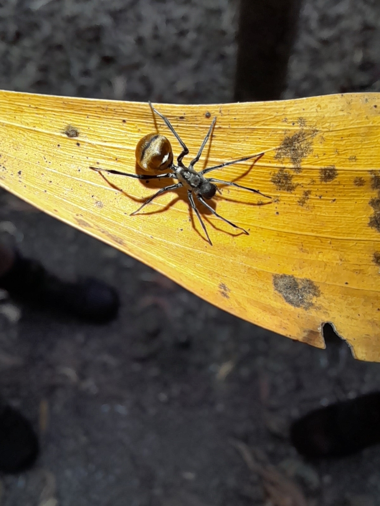 Ant-mimic Sac Spiders in August 2021 by Kim McLachlan · iNaturalist