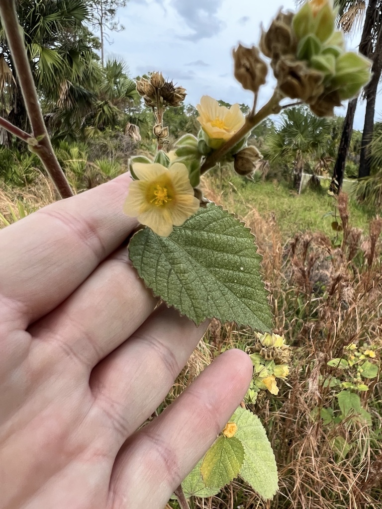 flannel weed from Jonathan Dickinson State Park, Hobe Sound, FL, US on ...