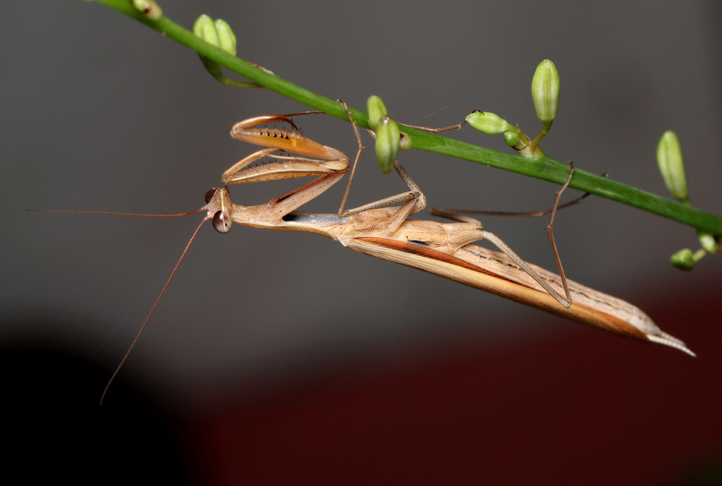 Eight-spot Mantis in November 2023 by juliegraham173 · iNaturalist