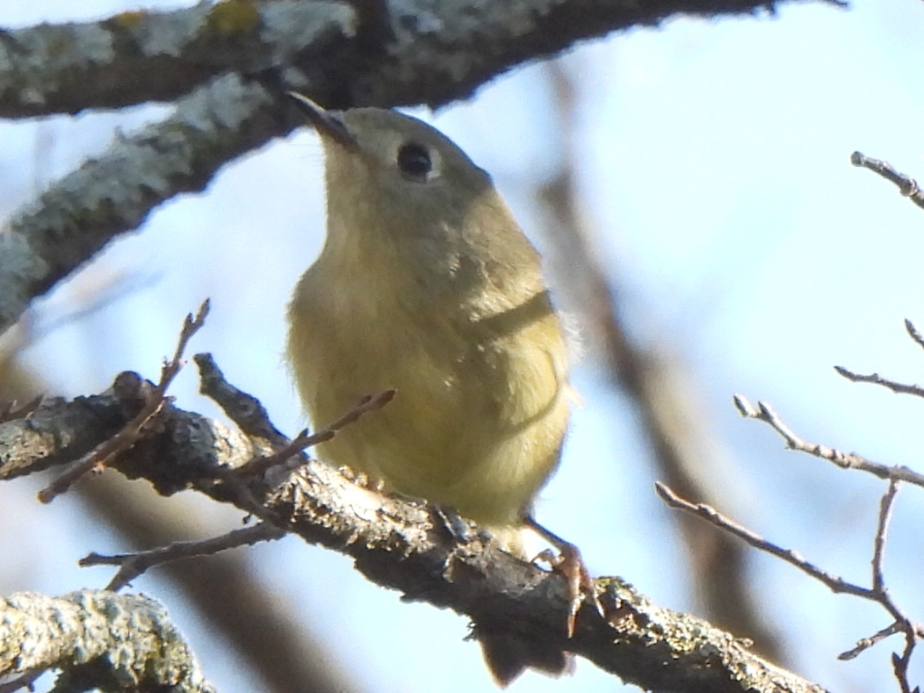 Ruby-crowned Kinglet from West Meadowbrook, Fort Worth, TX, USA on ...