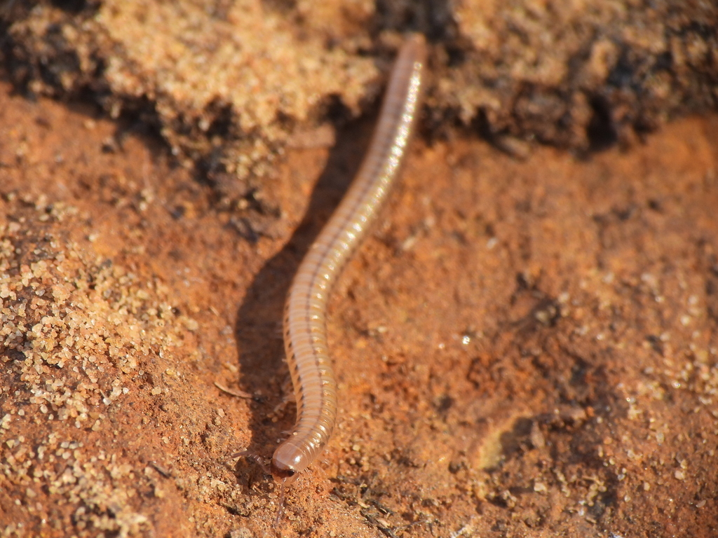 Parajulid Millipedes from West Meadowbrook, Fort Worth, TX, USA on ...