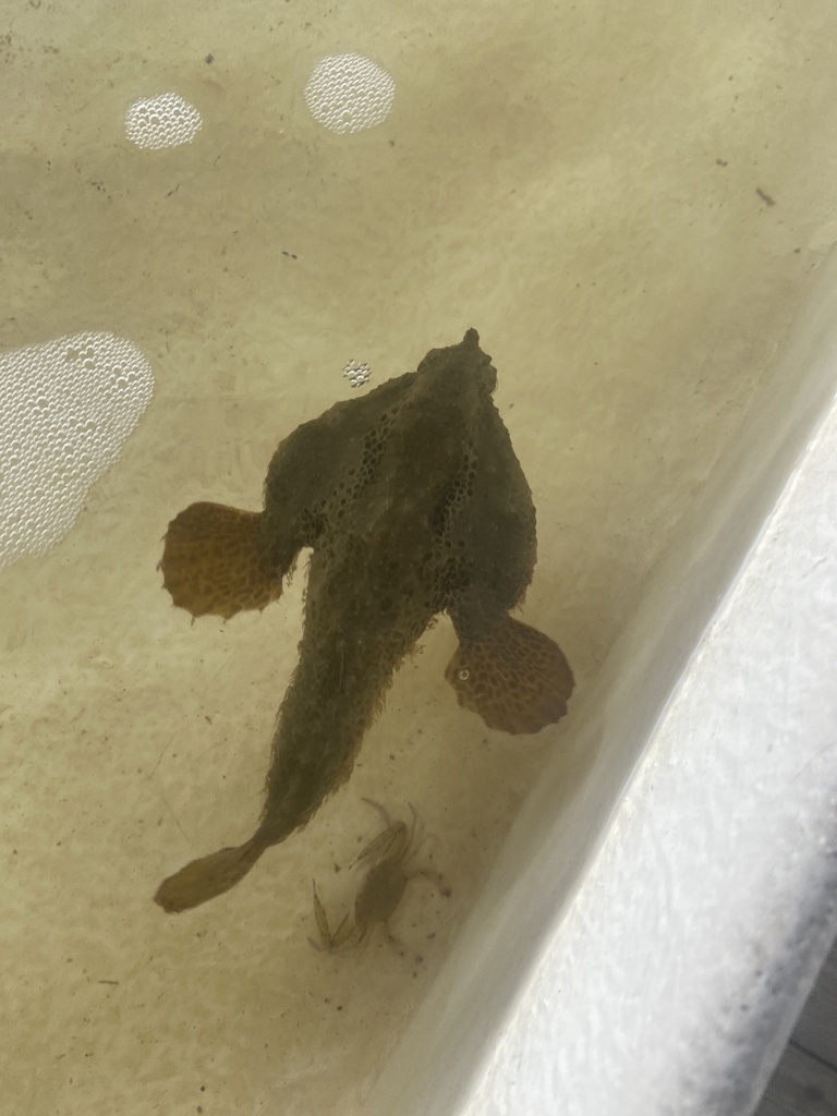 Polka-dot Batfish from Seahorse Key, FL, US on December 6, 2023 at 01: ...