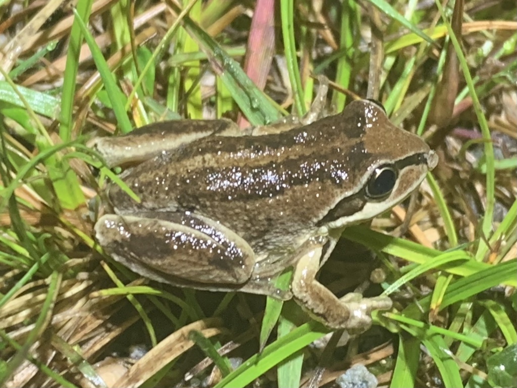 Alpine Verreaux's tree frog from Kosciuszko National Park, Bullocks ...