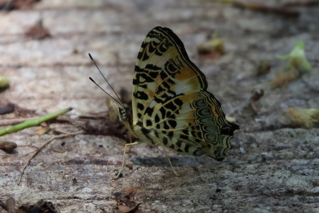 Himalayan jester from Cabayugan, Puerto Princesa, Palawan, Philippines ...