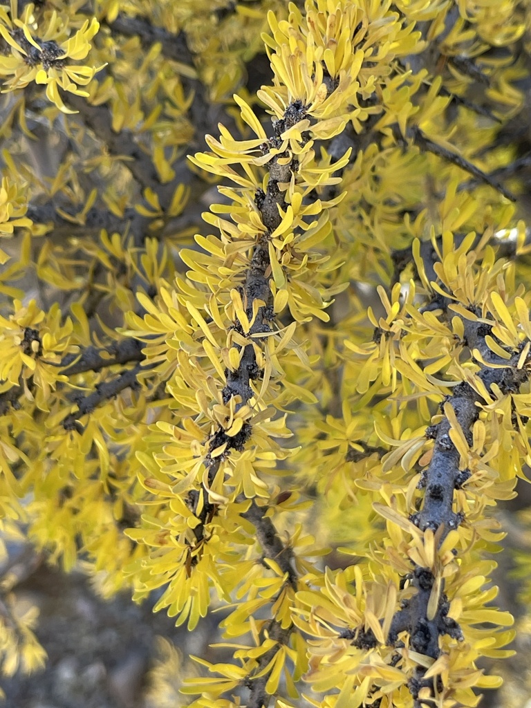 Narrowleaf Forestiera from Big Bend National Park, Alpine, TX, US on ...