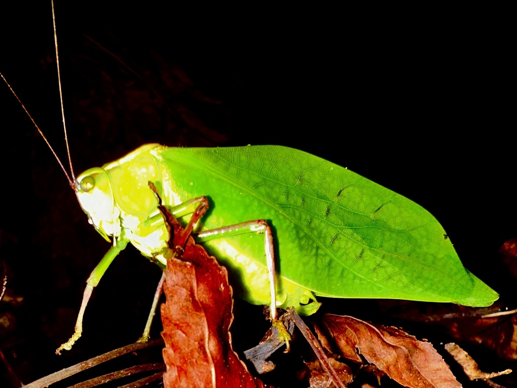 Giant Katydid in December 2023 by Nikhil Reddy · iNaturalist
