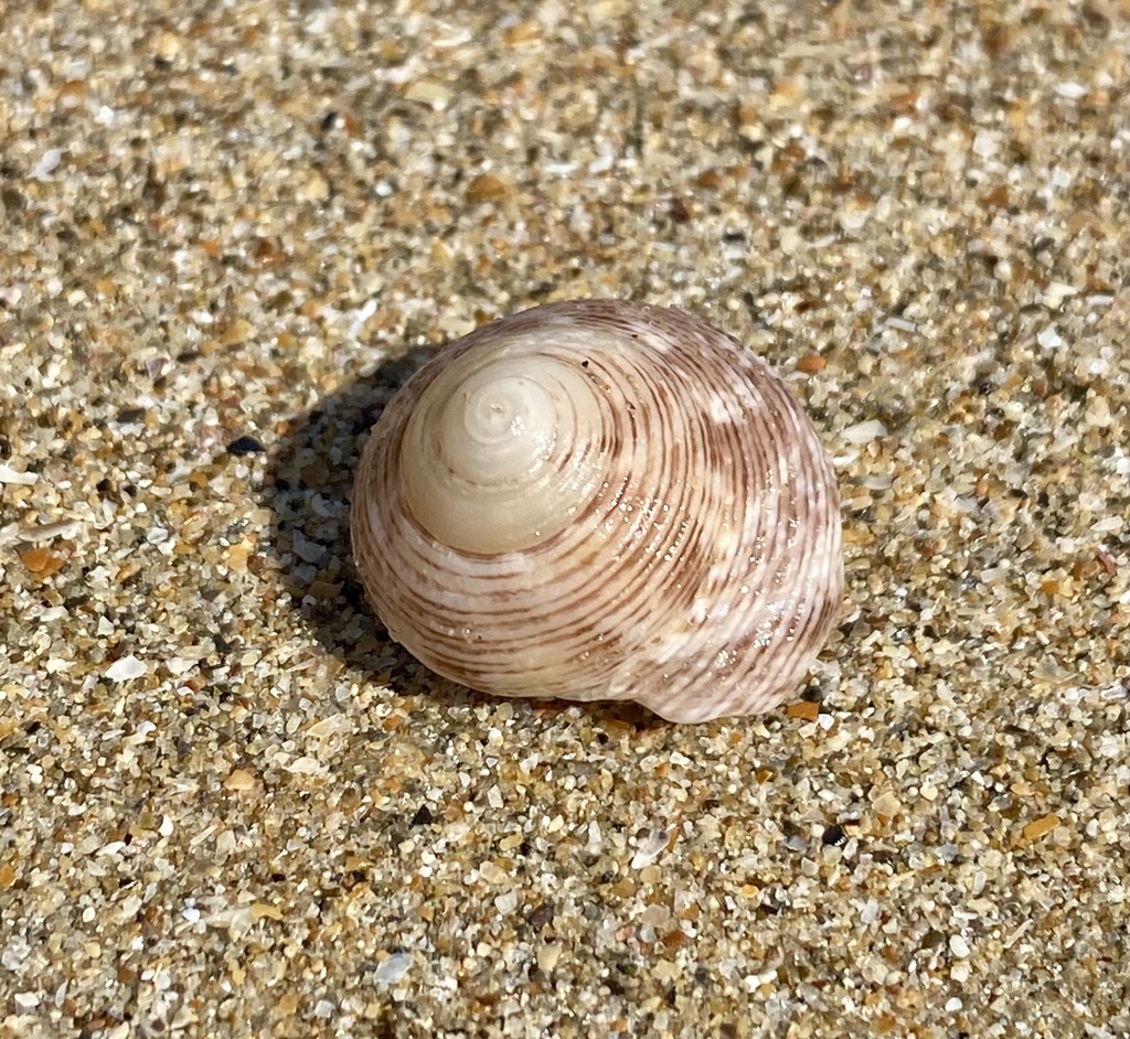 Monilea callifera from Esplanade, Urangan, QLD, AU on December 9, 2023 at 08:42 AM by Stefano ...